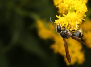 Evander Kane trade looking better and better for Edmonton Oilers ...