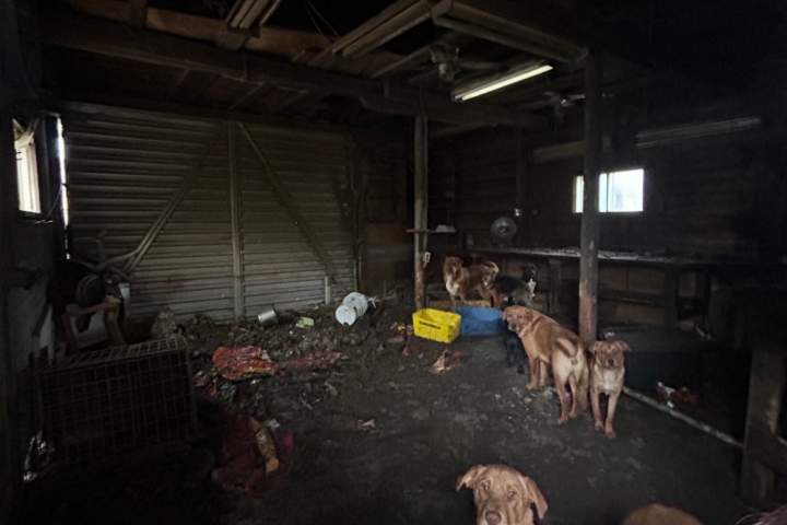 More than 20 dogs removed from Merritt property as rescuer criticizes ...