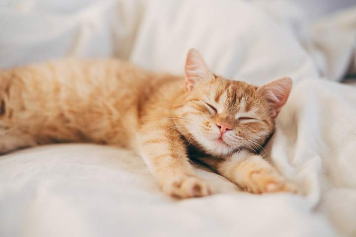 Judge upholds cat custody ruling, says parenthood and pet ownership ...